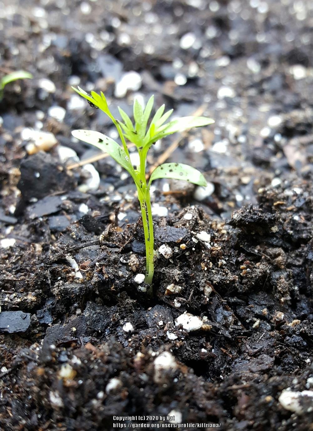 Cilantros: Plant Care and Collection of Varieties - Garden.org