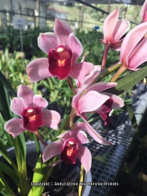Orchid (Cymbidium Rosie Riveter) - Garden.org