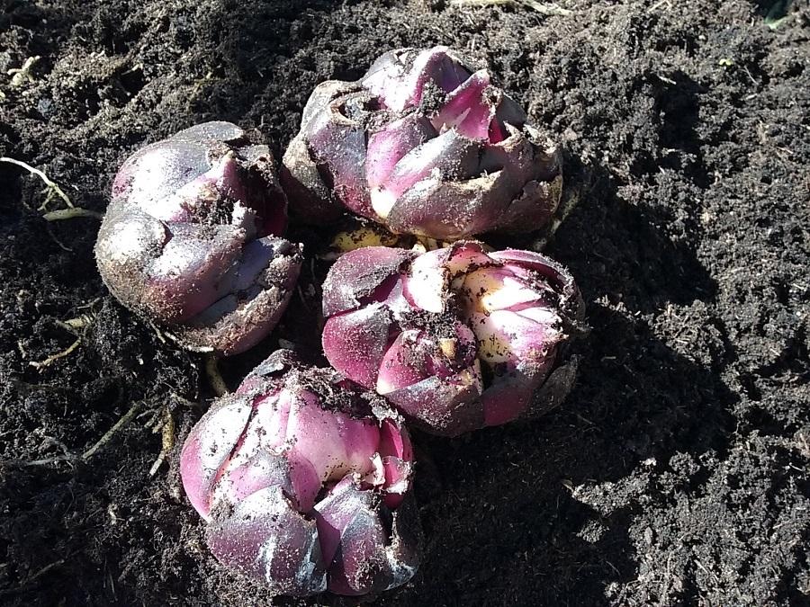 Photo of the bulb of Lily (Lilium 'Beijing Moon') posted by Lucius93 ...