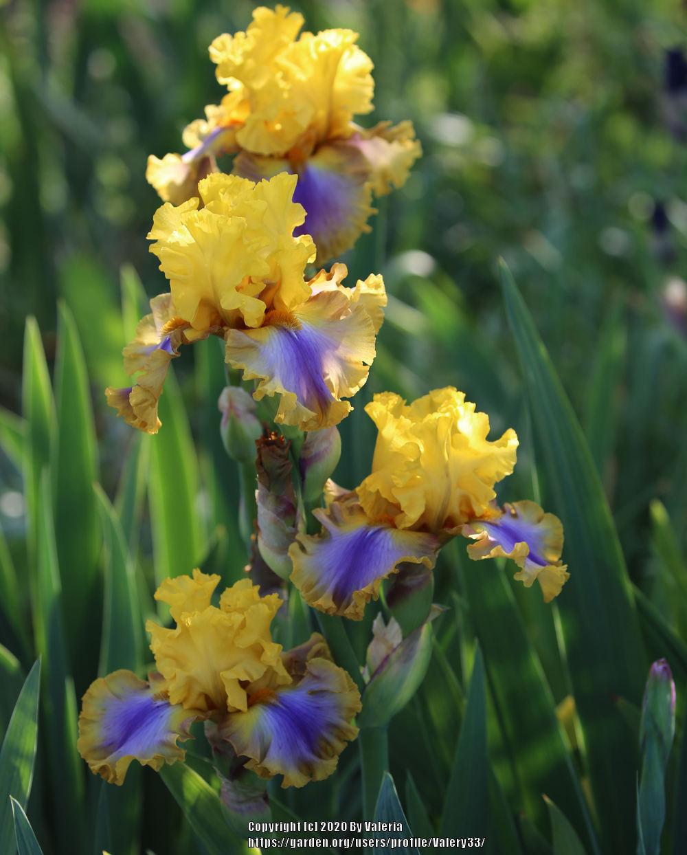 Photo of the bloom of Tall Bearded Iris (Iris 'Good Morning Sunshine ...