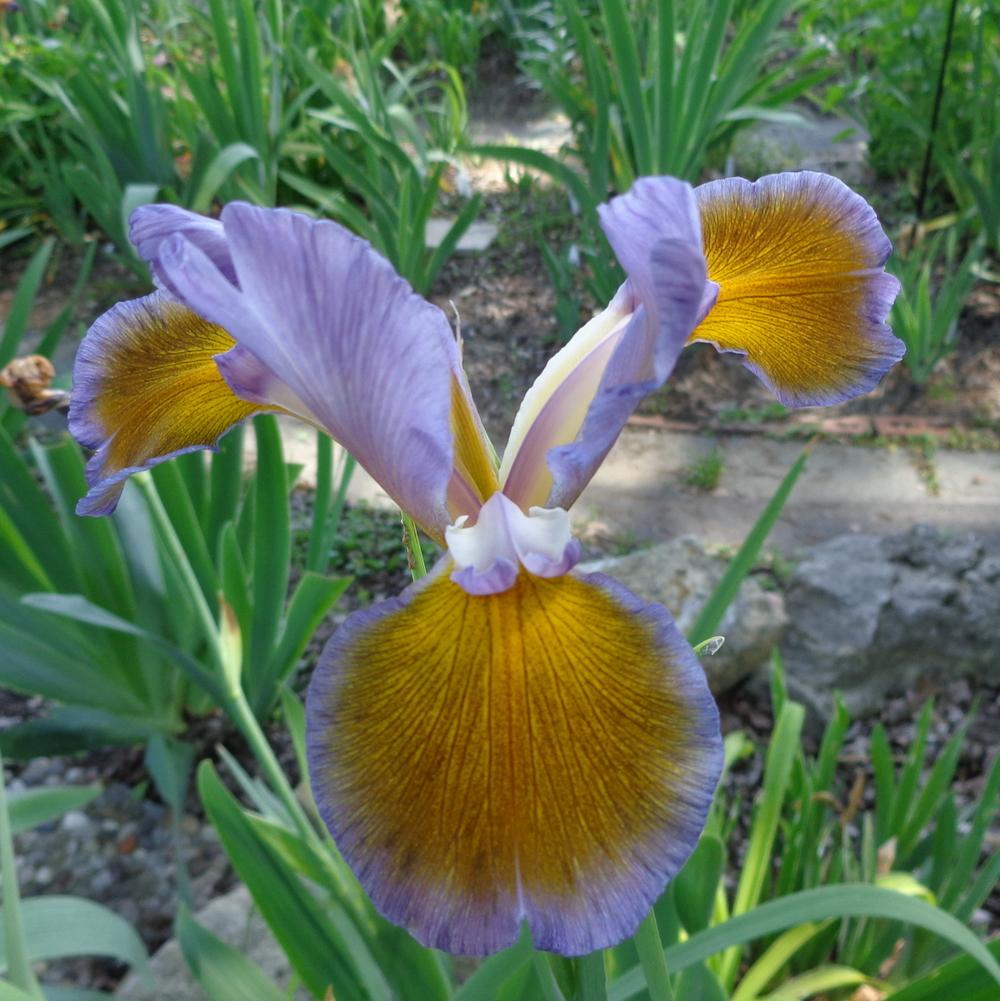 Spuria Iris (Iris 'Out of Dreams') in the Irises Database - Garden.org