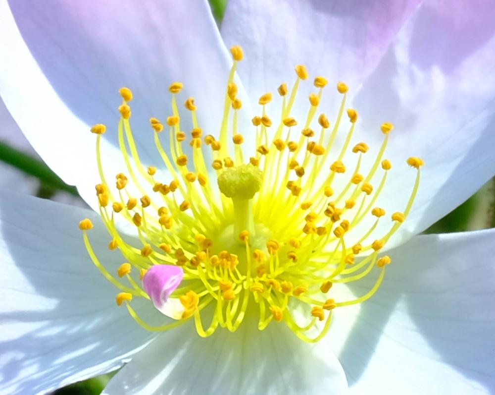 Photo of the stamens, filaments and pistils of Rose (Rosa 'Lyda Rose ...