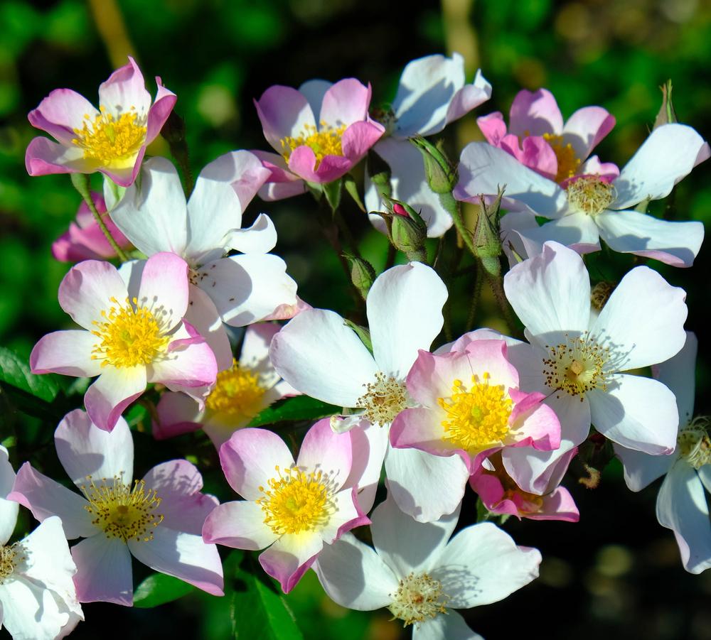 Photo of the bloom of Rose (Rosa 'Lyda Rose') posted by AnnKNCalif ...