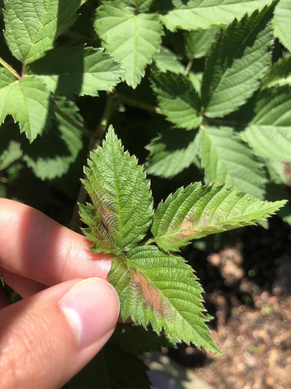 What's happening with my blackberry bushes? in the Pests and Diseases ...