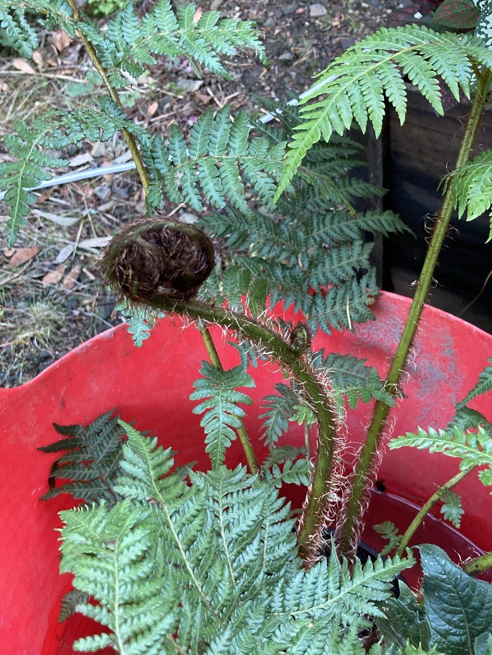fern ID in the Plant ID forum - Garden.org