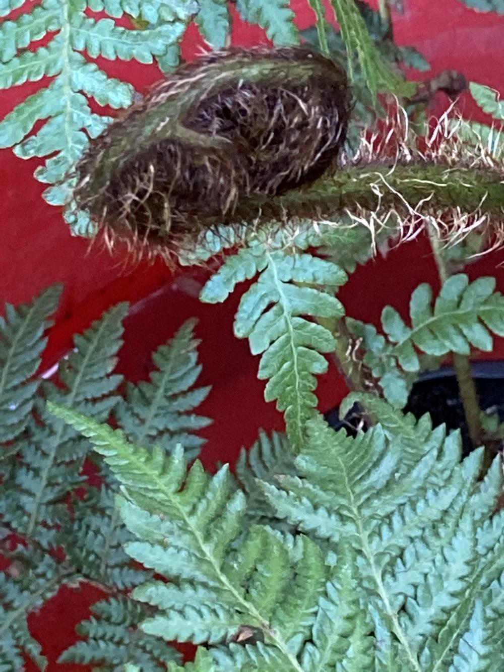 fern ID in the Plant ID forum - Garden.org