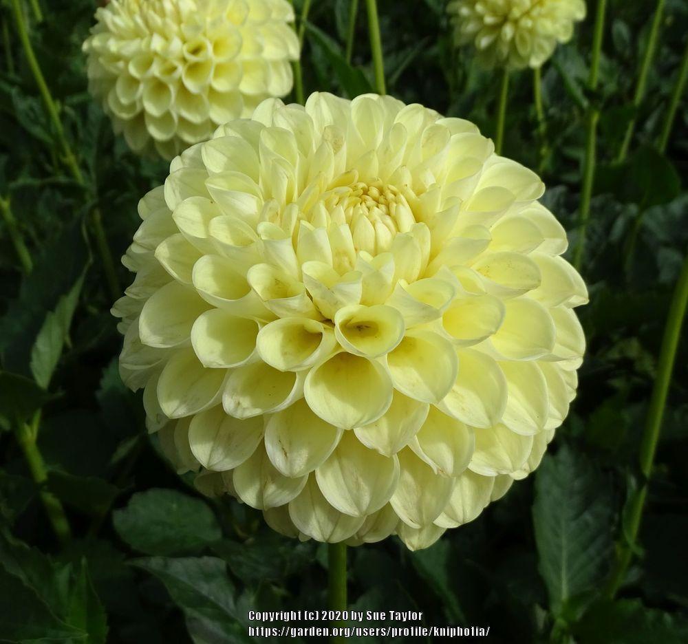 Dahlia 'Barbarry Primrose Hall' in the Dahlias Database - Garden.org