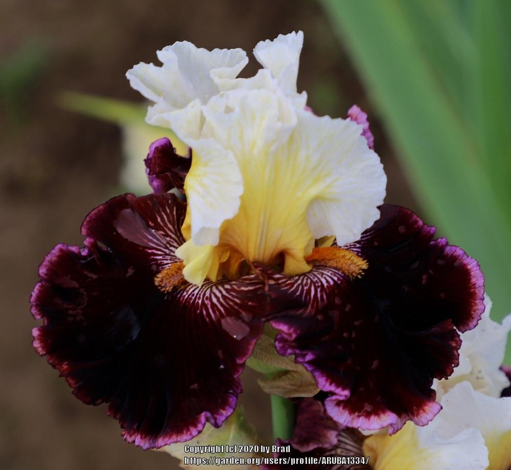 Photo of the bloom of Tall Bearded Iris (Iris 'Cherries and Cream ...