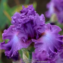 Photo of the bloom of Tall Bearded Iris (Iris 'Fan Letter') posted by ...