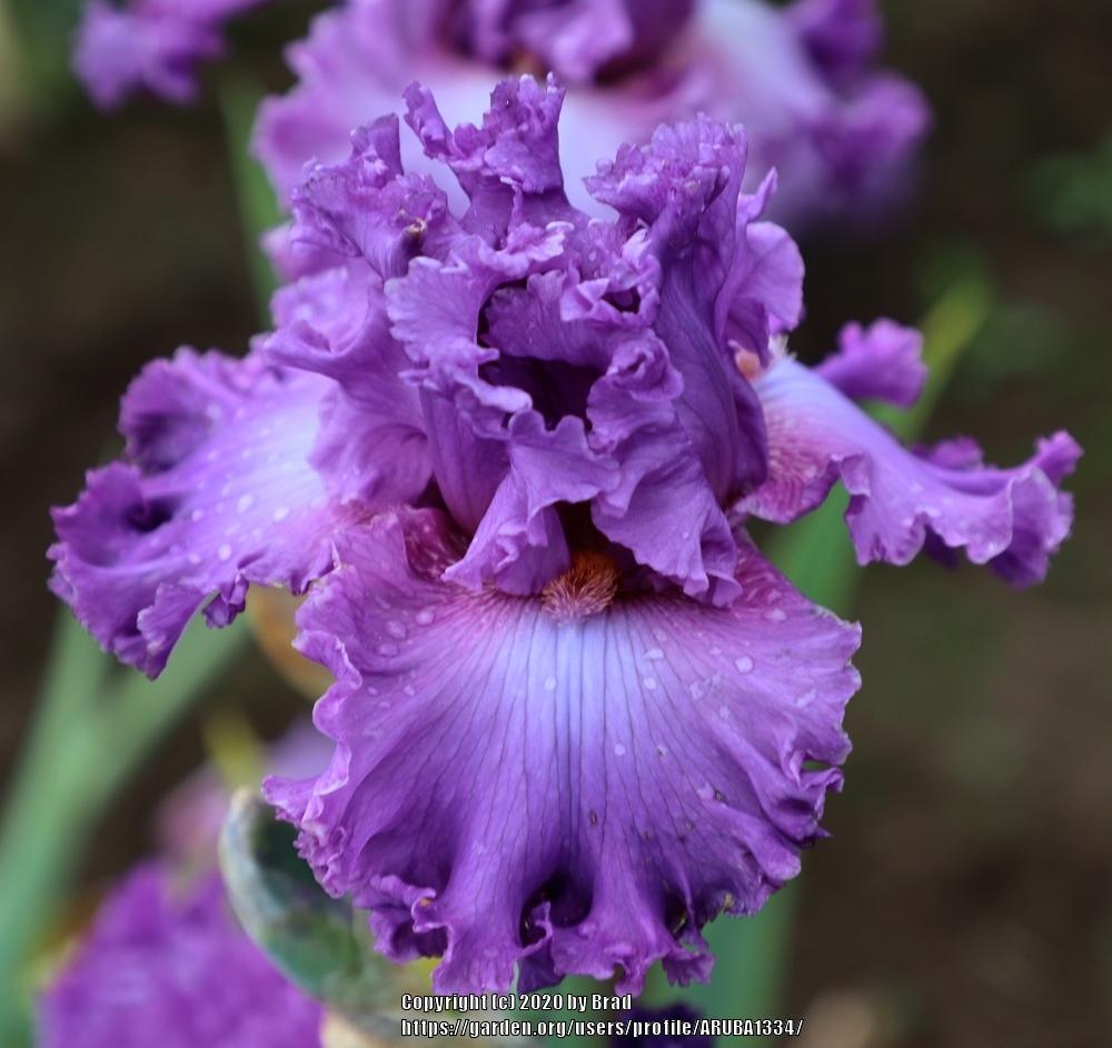 Photo of the bloom of Tall Bearded Iris (Iris 'Fan Letter') posted by ...