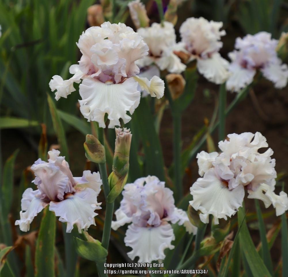 Photo of the bloom of Tall Bearded Iris (Iris 'Sugar Blush') posted by ...