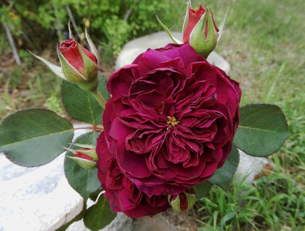 Oldie Austins in the Roses forum - Garden.org