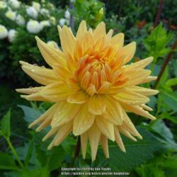 Dahlia 'Hollyhill Jitterbug' in the Dahlias Database - Garden.org