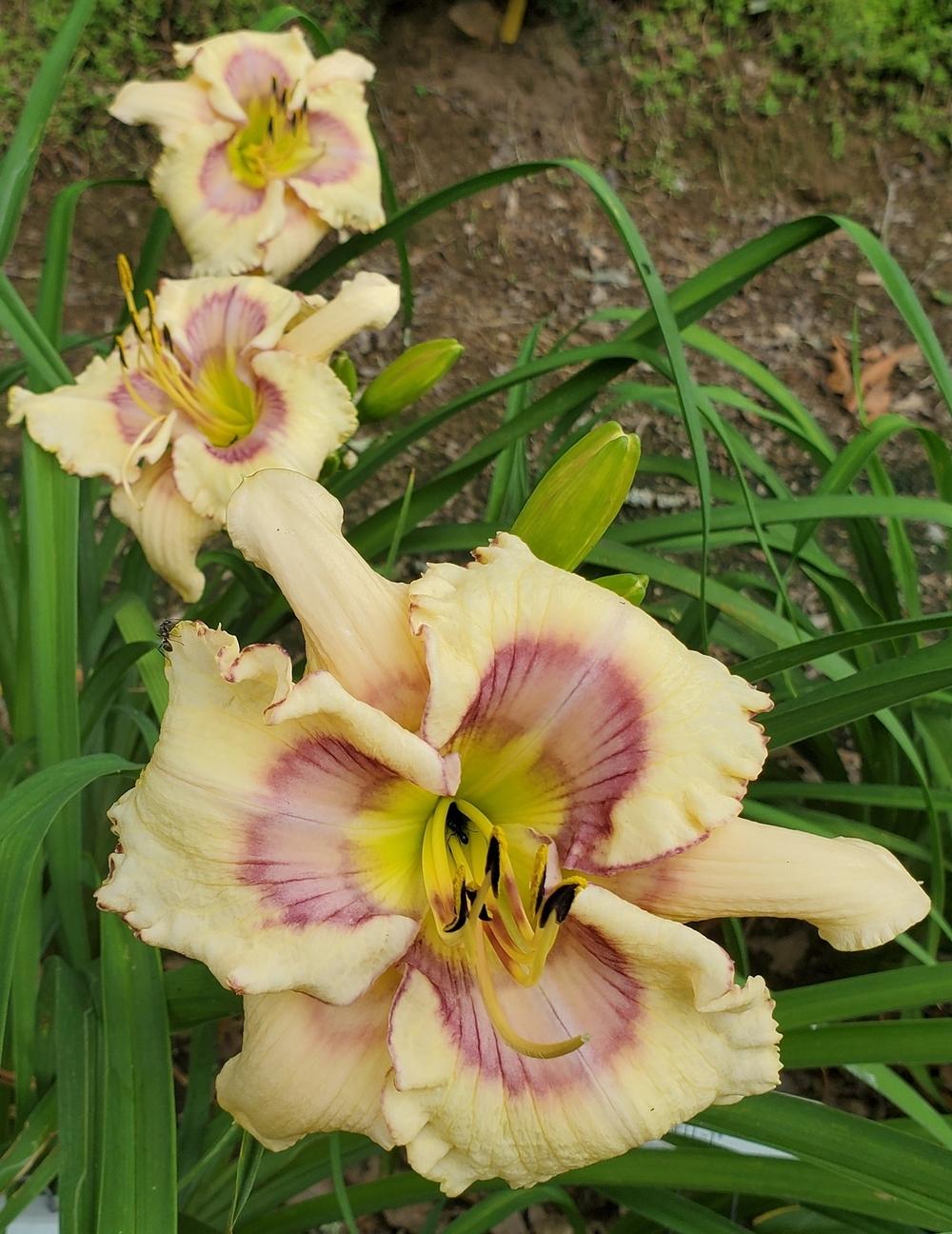 Daylily (Hemerocallis 'Charcoal Eyes') in the Daylilies Database - Garden.org