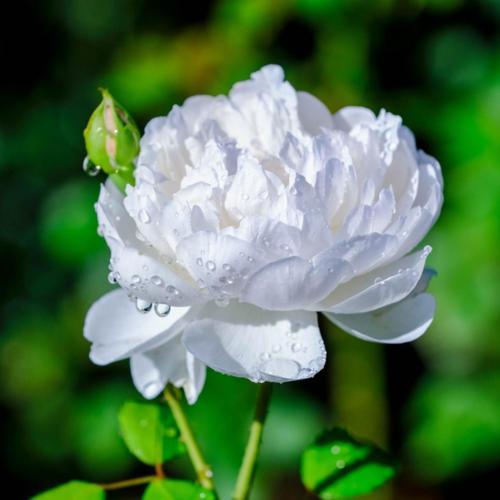 Rose (Rosa 'Glamis Castle') in the Roses Database - Garden.org