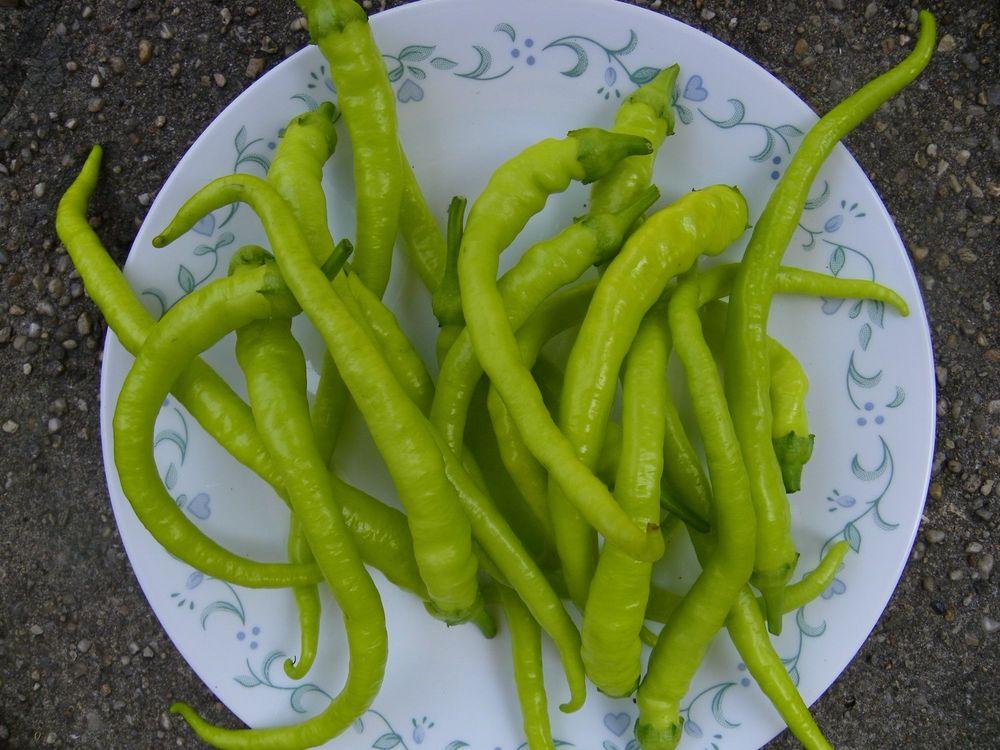 Photo of the fruit of Sweet Pepper (Capsicum annuum 'Sari Sivri Corbaci ...