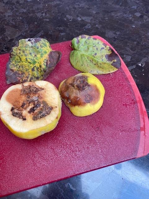 quince problem in the Ask a Question forum - Garden.org