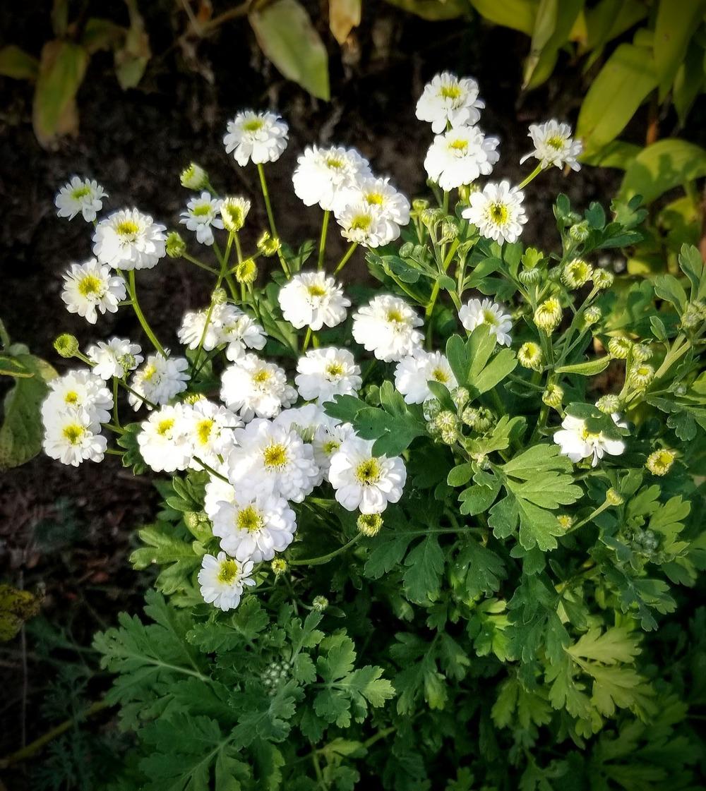 Feverfew (Tanacetum parthenium 'Tetra White Wonder') - Garden.org
