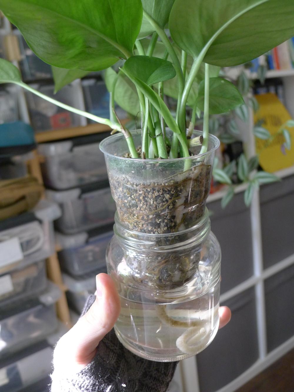 Experiments with moler clay (terramol) in the Philodendrons, Elephant ...