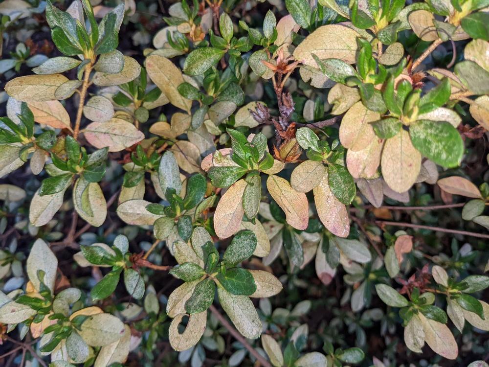 Sick Azaleas in the Ask a Question forum - Garden.org