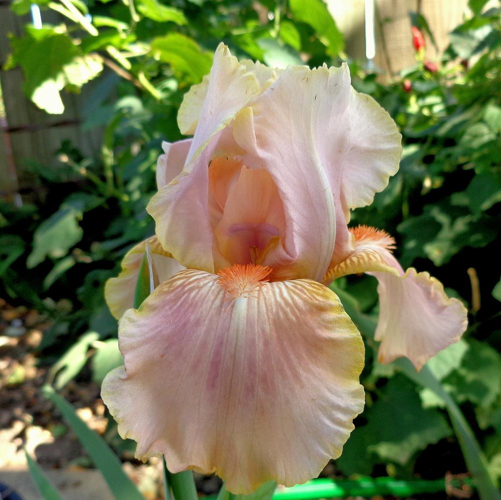 Intermediate Bearded Iris (Iris 'Coral Chimes') in the Irises Database ...