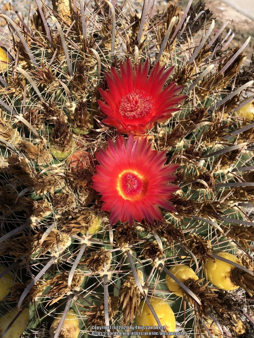 Arizona Barrel Cactus (Ferocactus wislizeni) - Garden.org