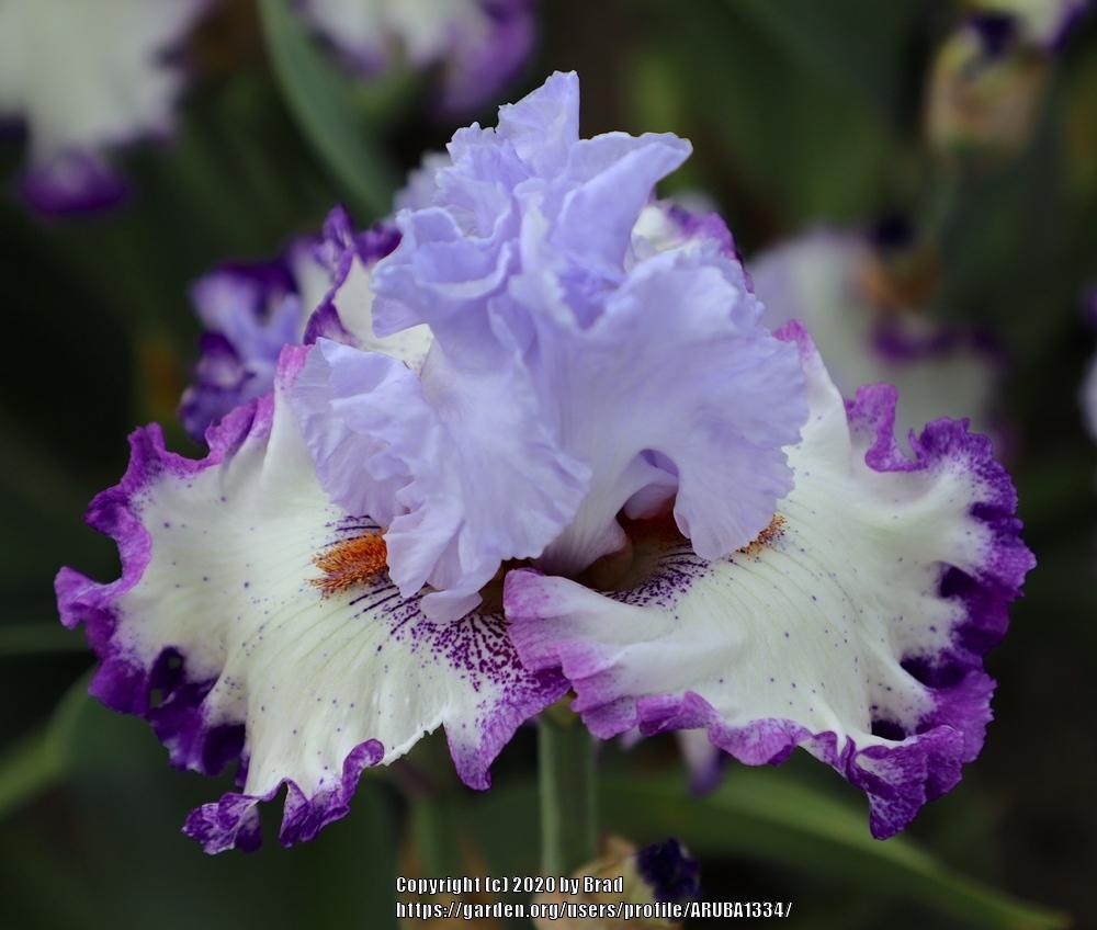 Garden.org Weekly Newsletter for October 17, 2020