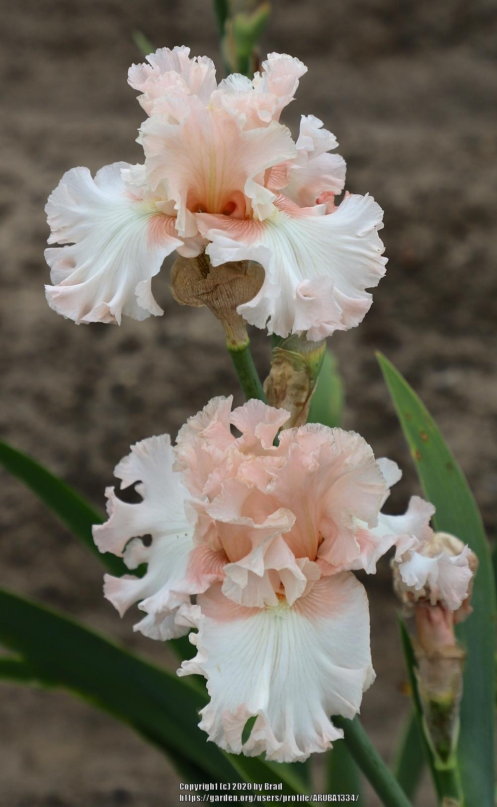 Photo of the bloom of Tall Bearded Iris (Iris 'Magical Powers') posted ...