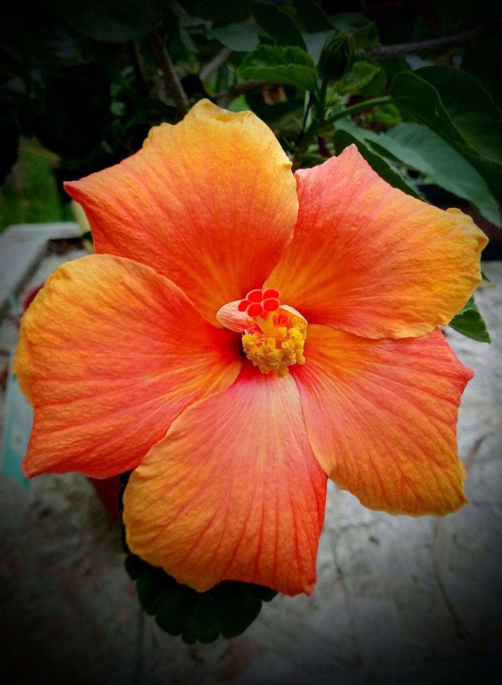 Tropical Hibiscus (Hibiscus rosa-sinensis 'Tradewinds') in the Tropical ...