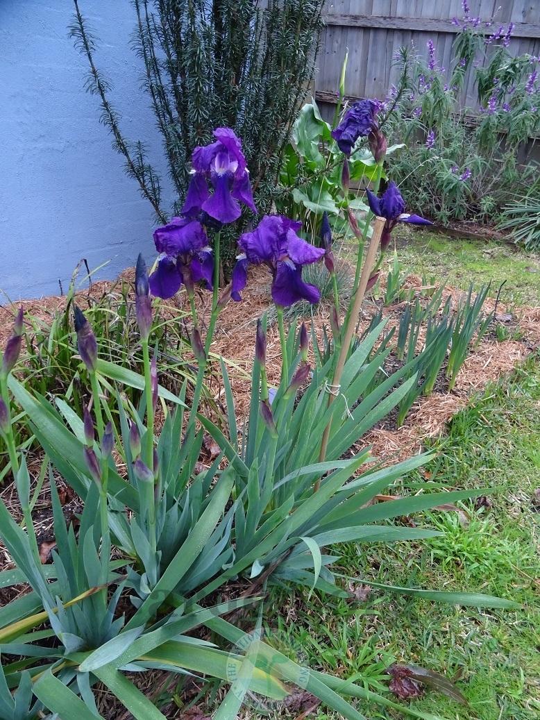 Suggestions on TB irises that make huge clumps fast with plenty of ...