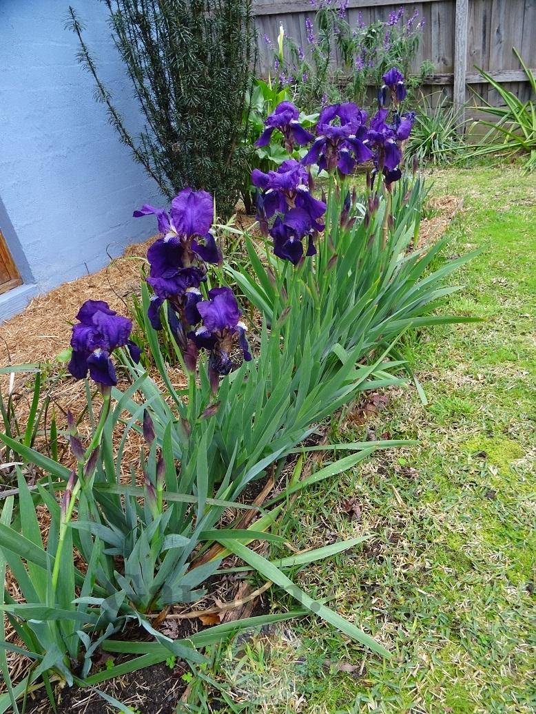 Suggestions on TB irises that make huge clumps fast with plenty of ...