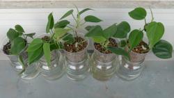 Experiments with moler clay (terramol) in the Philodendrons, Elephant ...