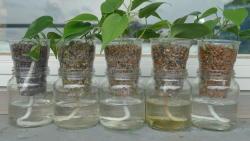 Experiments with moler clay (terramol) in the Philodendrons, Elephant ...