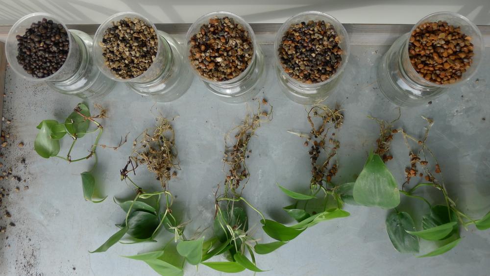 Experiments with moler clay (terramol) in the Philodendrons, Elephant ...