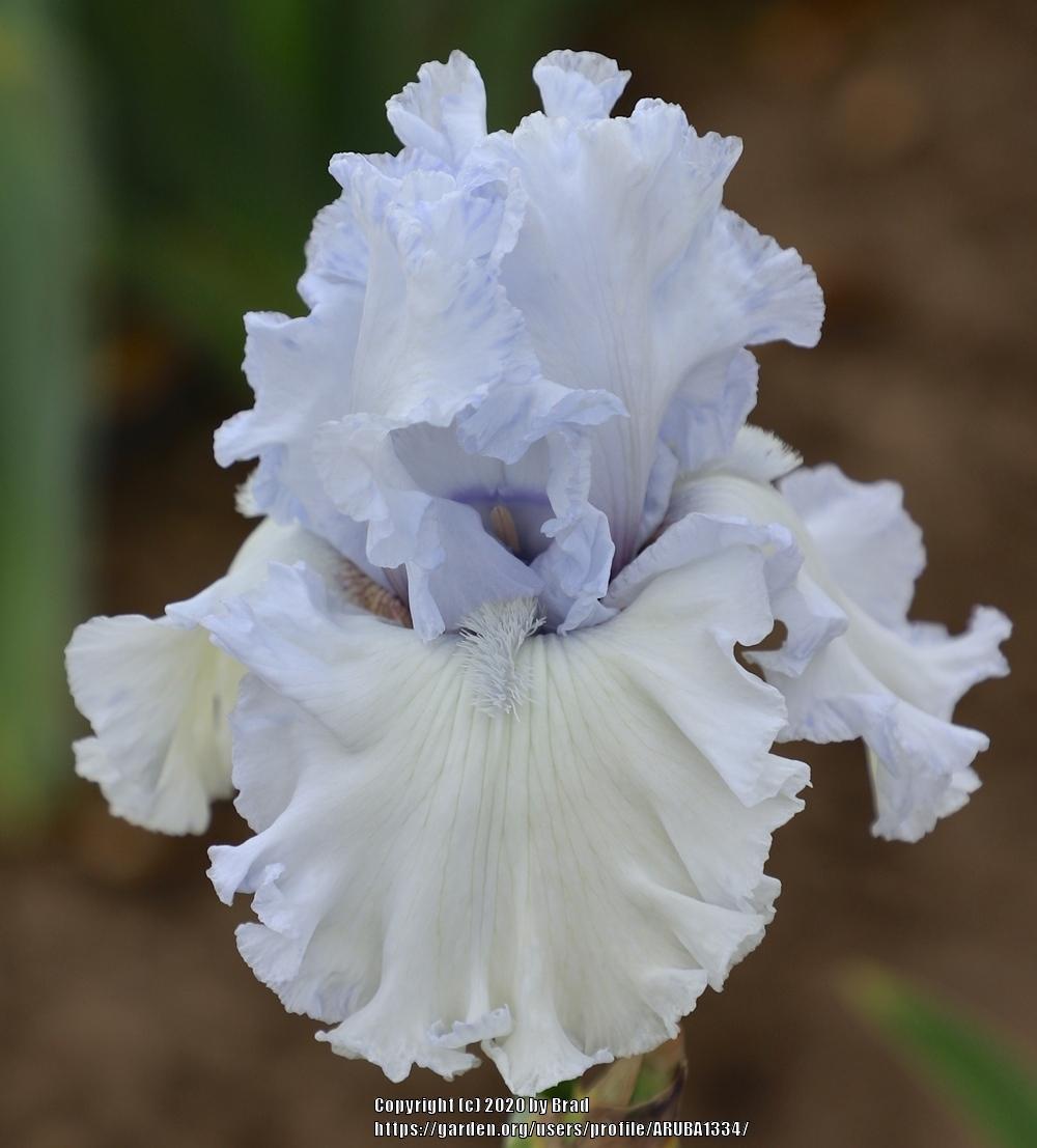 Tall Bearded Iris (Iris 'High Surf') in the Irises Database - Garden.org