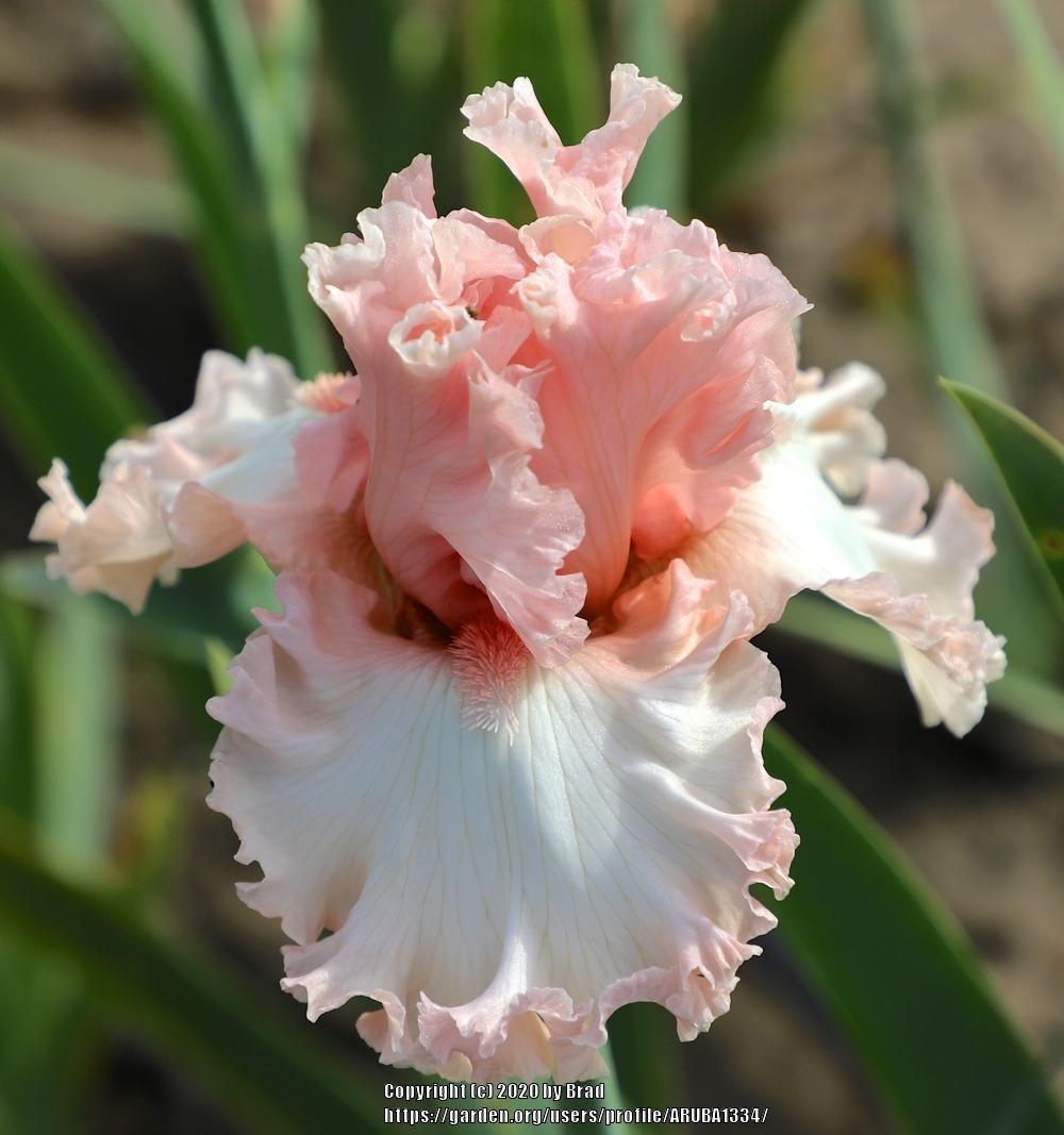 Tall Bearded Iris (Iris 'Romantic Lead') in the Irises Database ...
