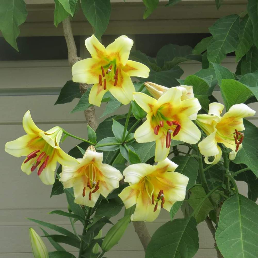 Lily (Lilium 'American Spirit') in the Lilies Database - Garden.org