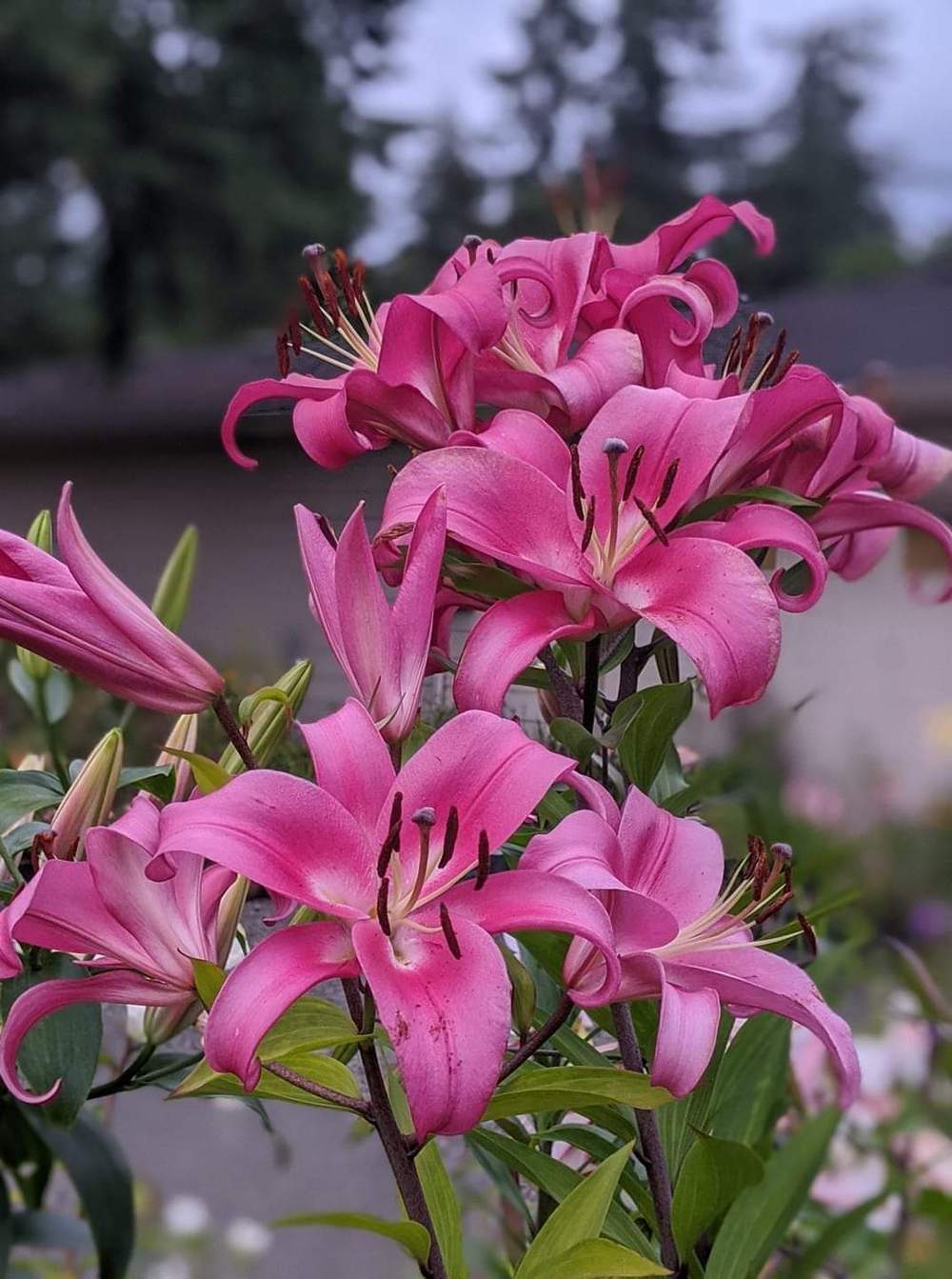 Photo of the bloom of Lily (Lilium 'Robina') posted by Joy - Garden.org