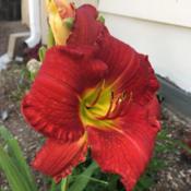 Daylily (Hemerocallis 'Funny Valentine') in the Daylilies Database ...
