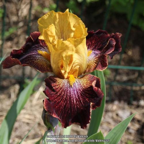 Tall Bearded Iris (Iris 'Cowboy Girl') in the Irises Database - Garden.org