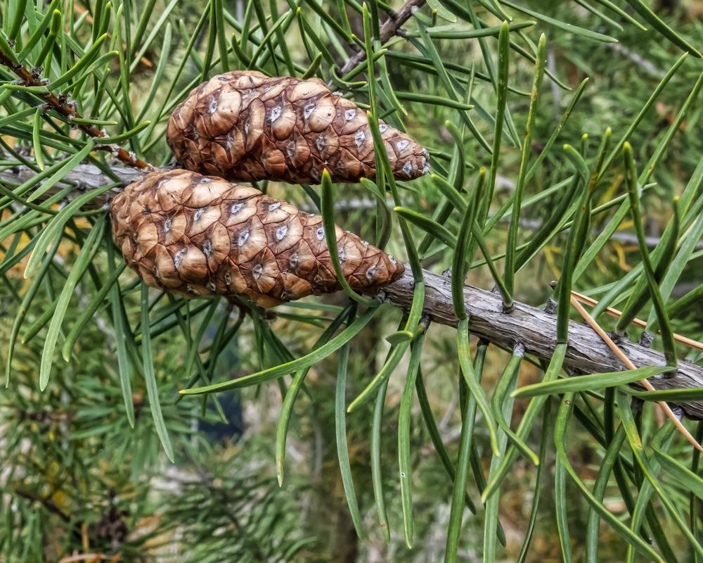 Photo of the leaves of Jack Pine (Pinus banksiana) posted by arctangent ...