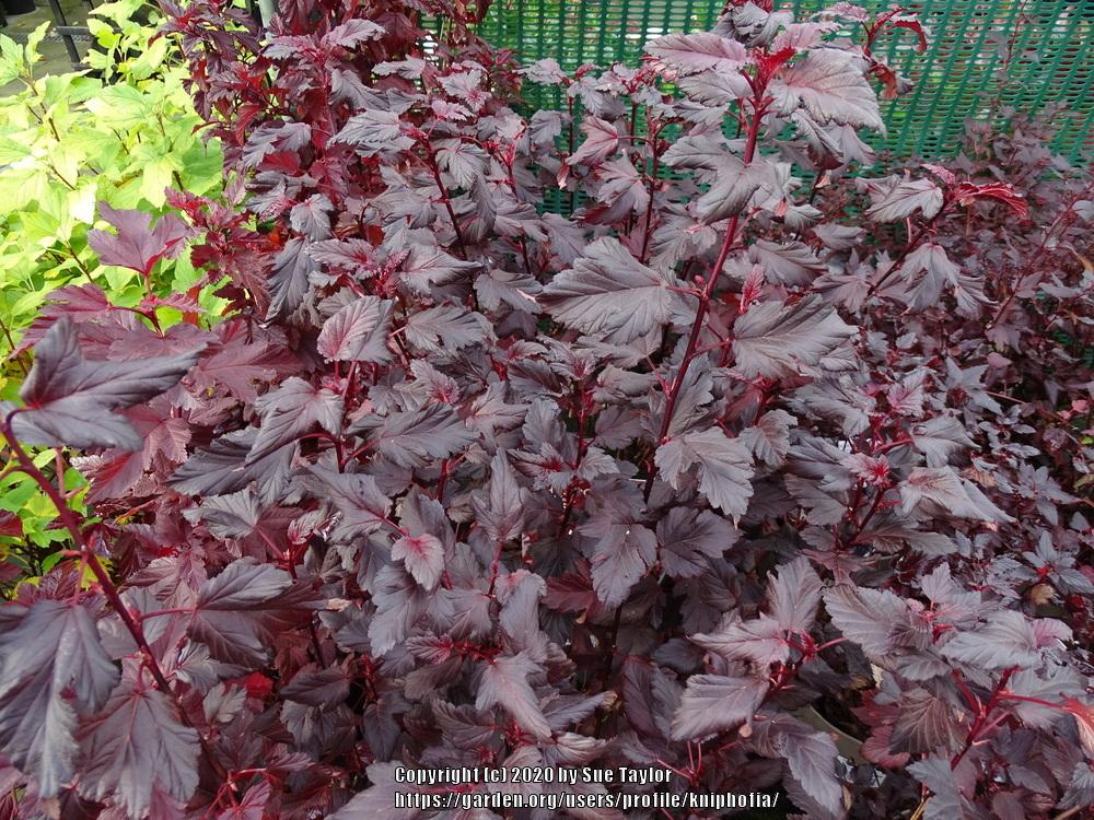 Eastern Ninebark (Physocarpus opulifolius Gumdrop™ Burgundy Candy) in ...