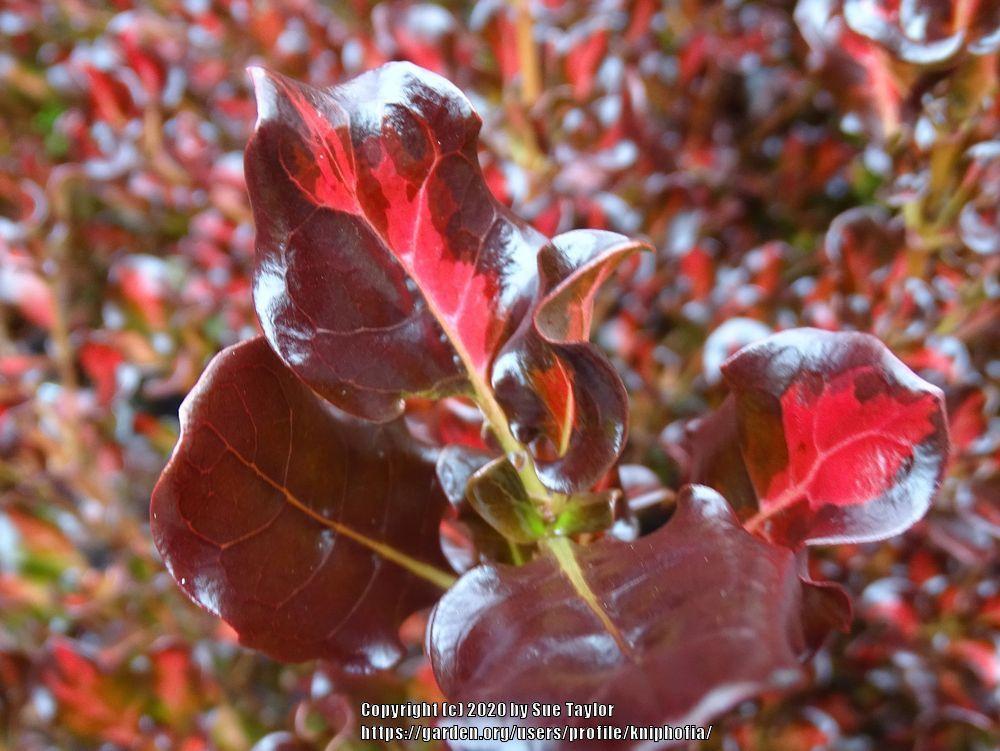 Mirror bush (Coprosma repens Pacific Sunset™) - Garden.org