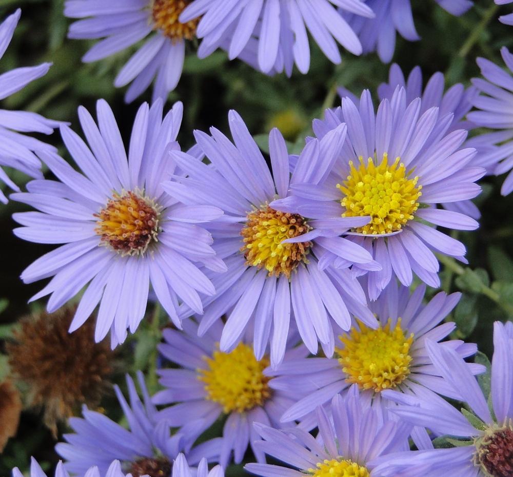 Photo of the bloom of Aromatic Aster (Symphyotrichum oblongifolium ...