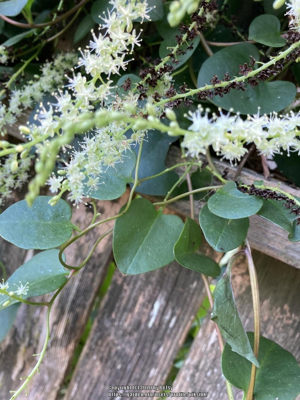 Madeira Vine (Anredera cordifolia) - Garden.org