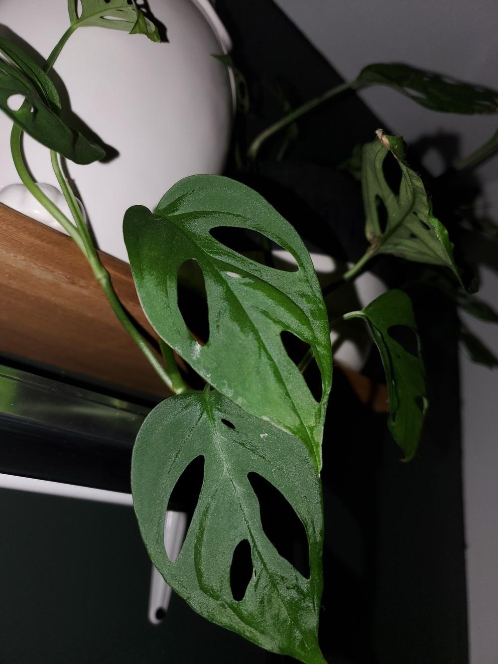 Velvet monstera adansonii? Help in the Plant ID forum - Garden.org