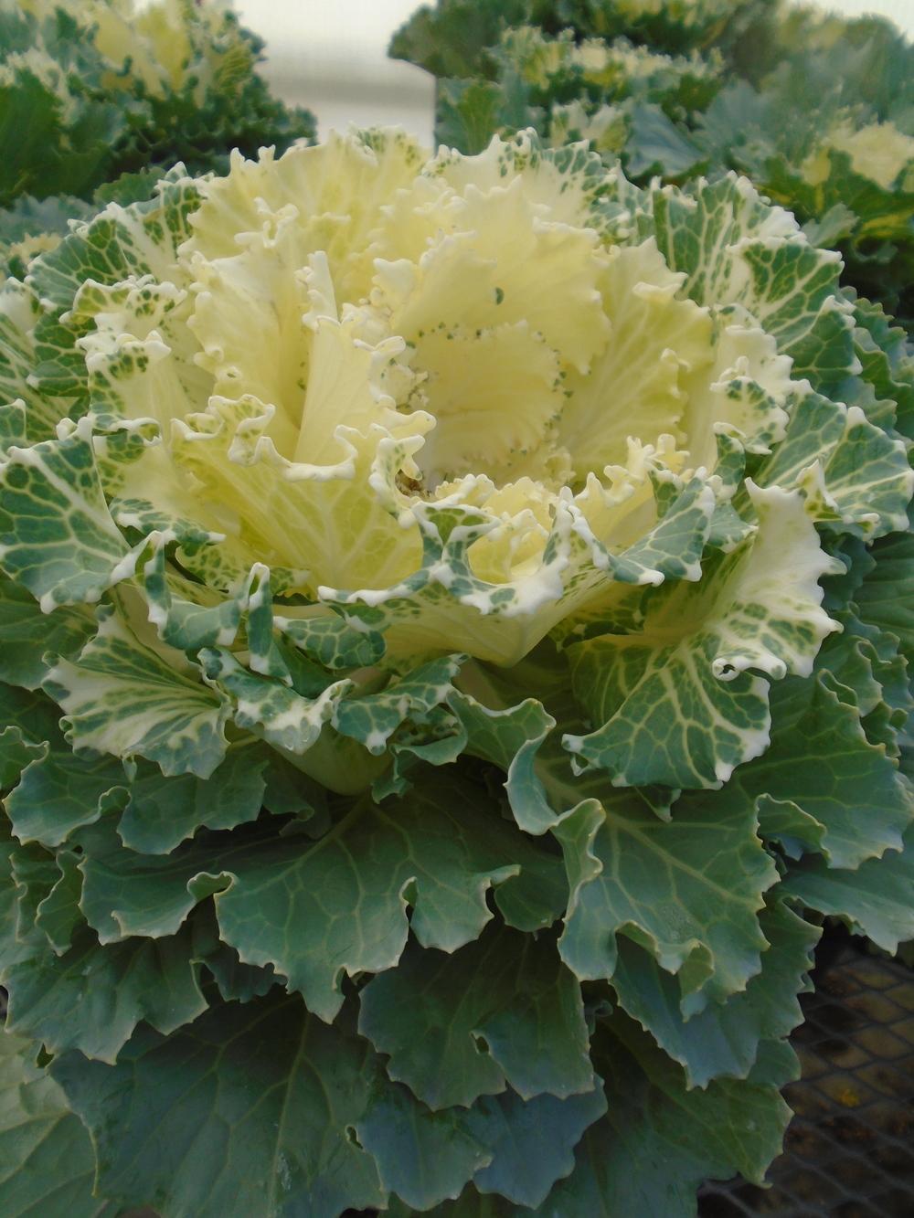 Brassicas: Plant Care and Collection of Varieties - Garden.org