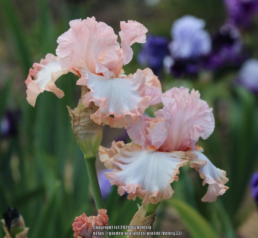 Photo of the bloom of Tall Bearded Iris (Iris 'Pink Sugar') posted by ...