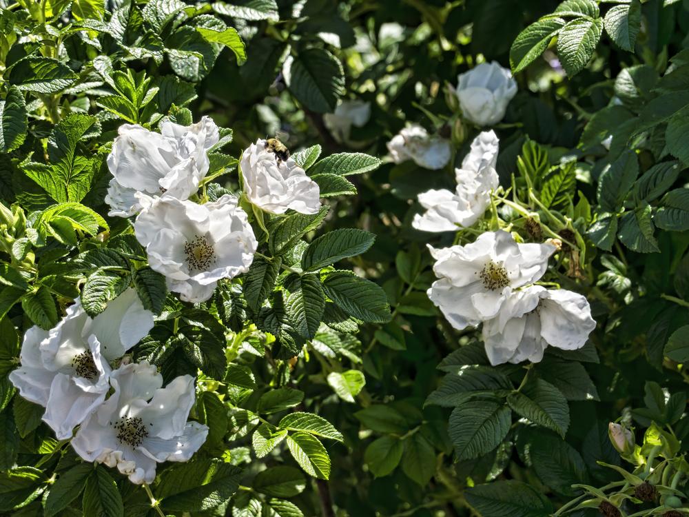 Rose (Rosa 'Wild Spice') in the Roses Database - Garden.org