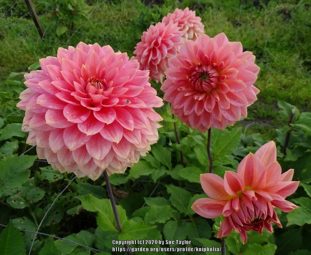 Photo of the bloom of Dahlia 'Avoca Amanda' posted by kniphofia ...